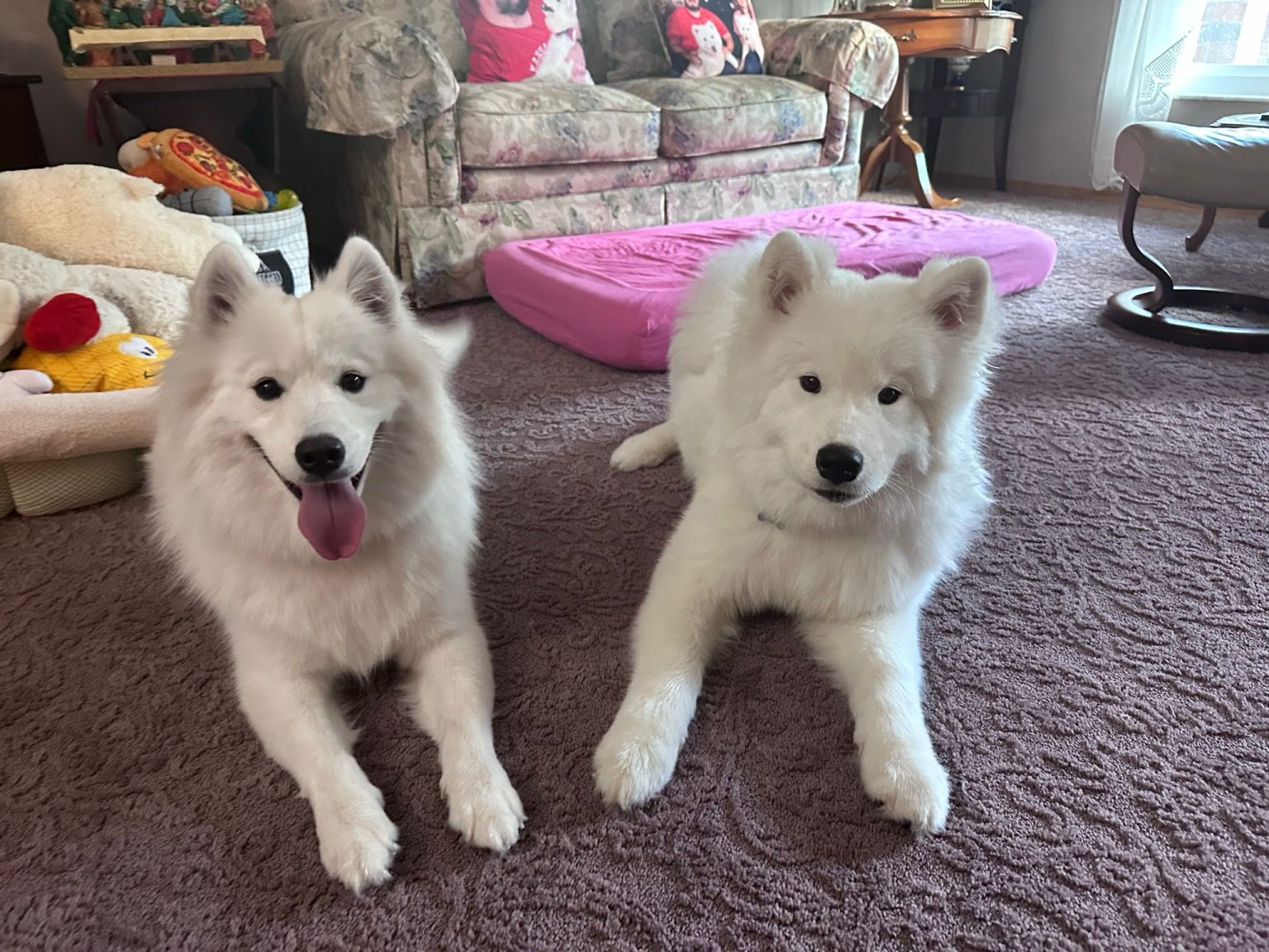 Home - K9W Dog Training